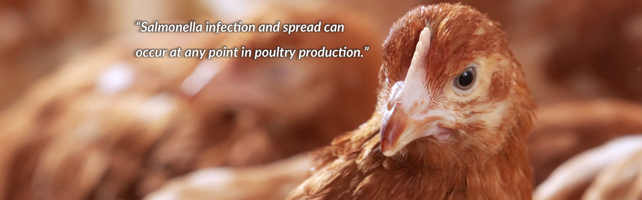 The control of Salmonella infections in poultry to prevent ...