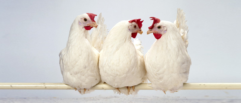 Salmonella serotypes and properties