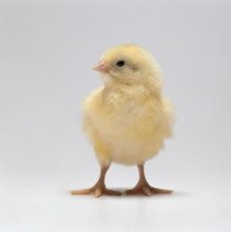Salmonella pullorum infection or pullorum disease in chicken, turkeys ...